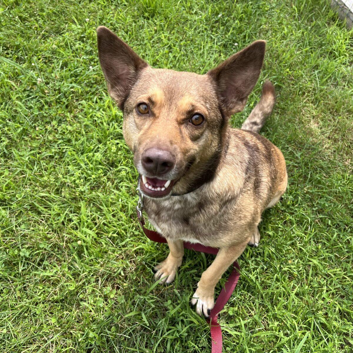 Adopted Dogs – North Country Animal League