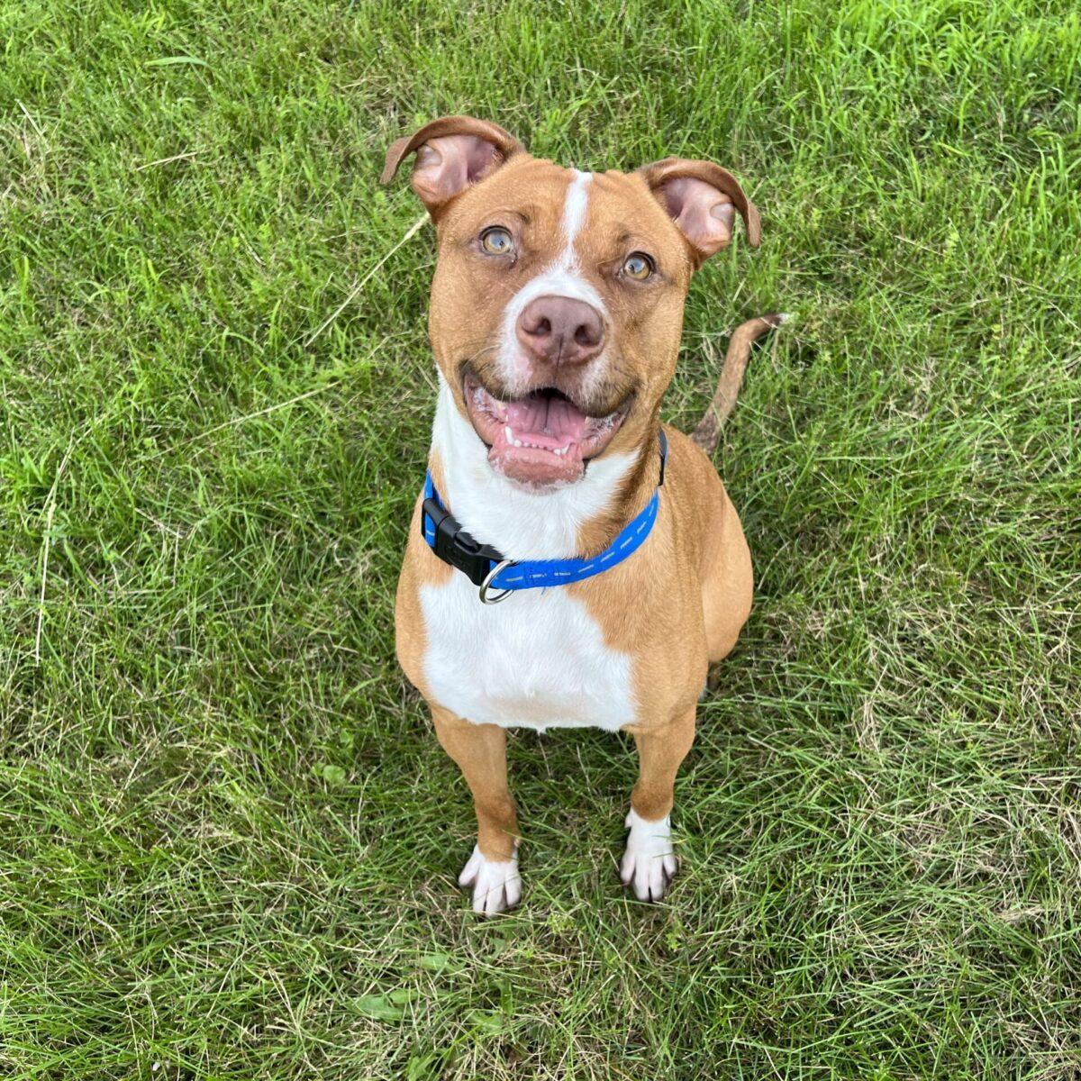 Adopted Dogs – North Country Animal League