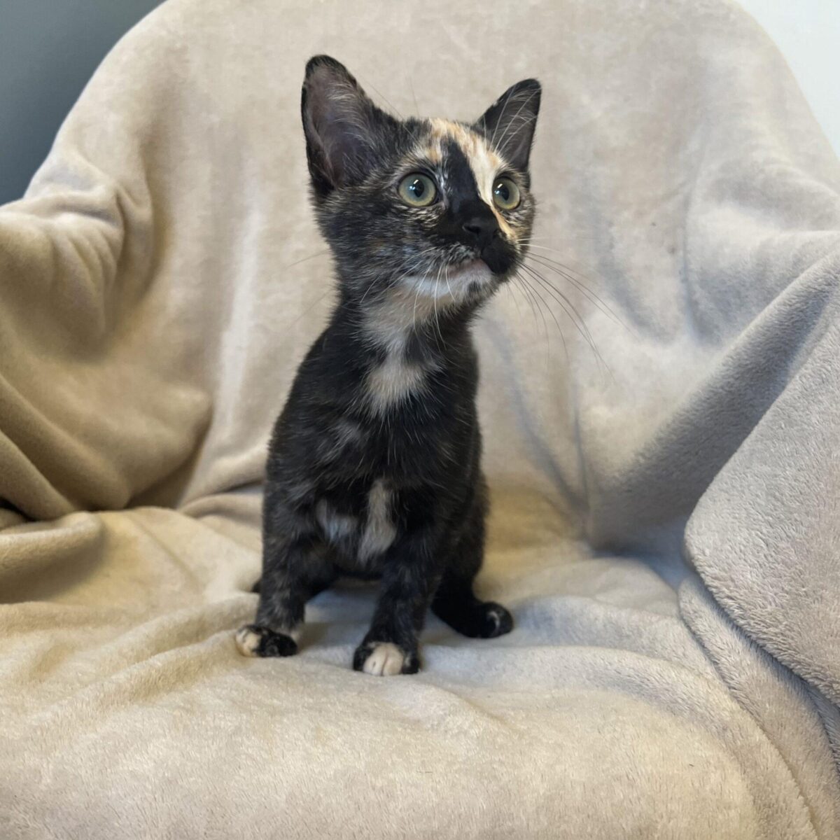 Katrina-Adopted! – North Country Animal League