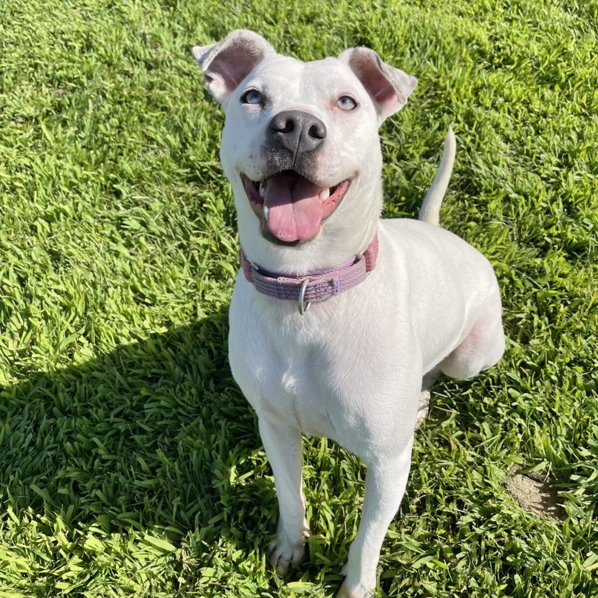 North Country Animal League