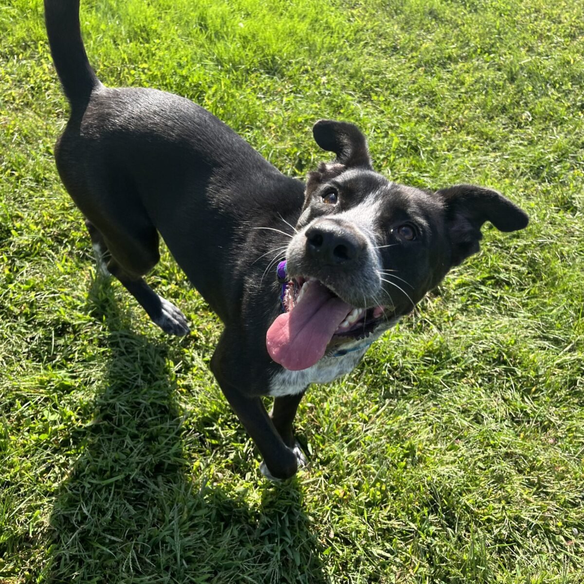 Adopted Dogs – North Country Animal League