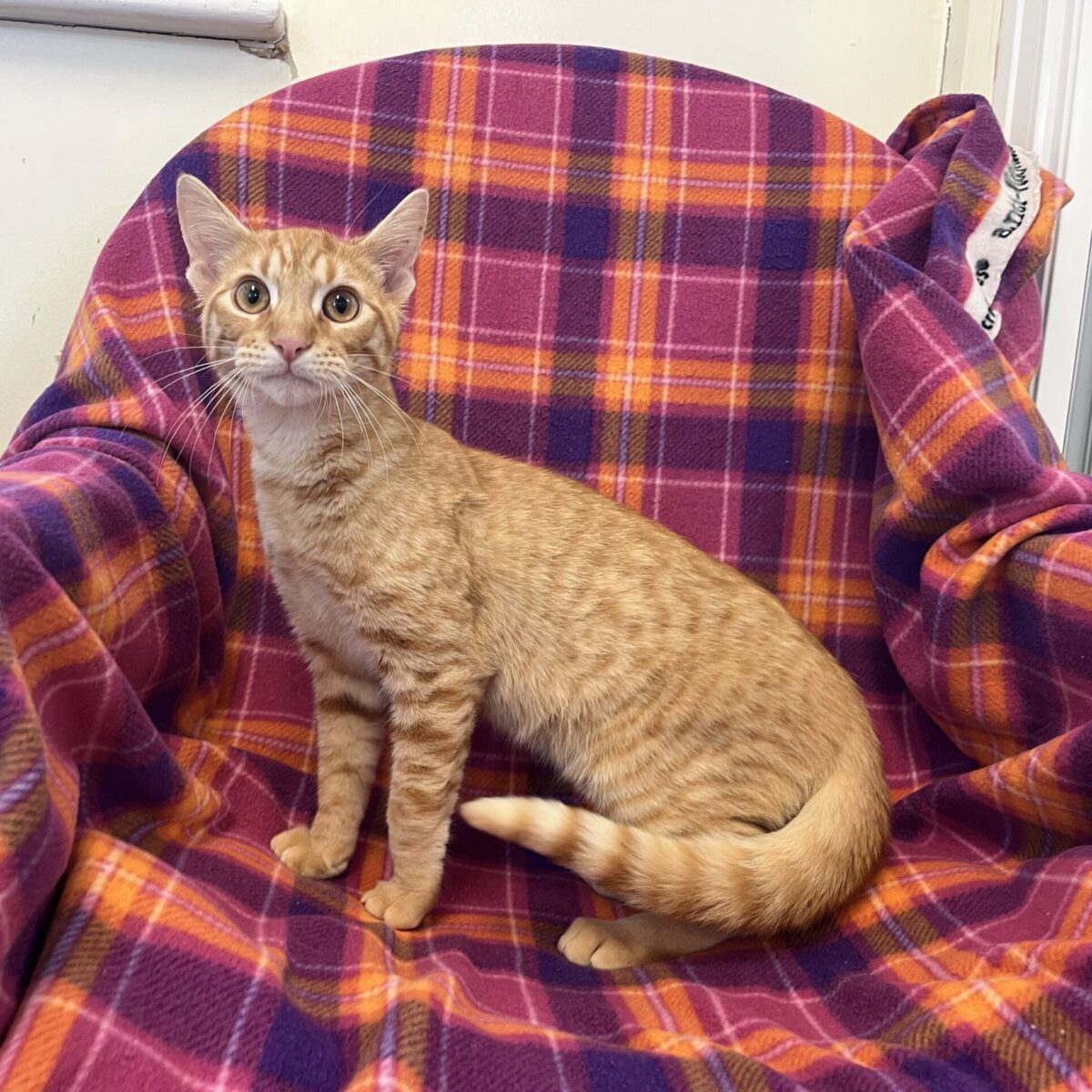 Adopted Cats – North Country Animal League