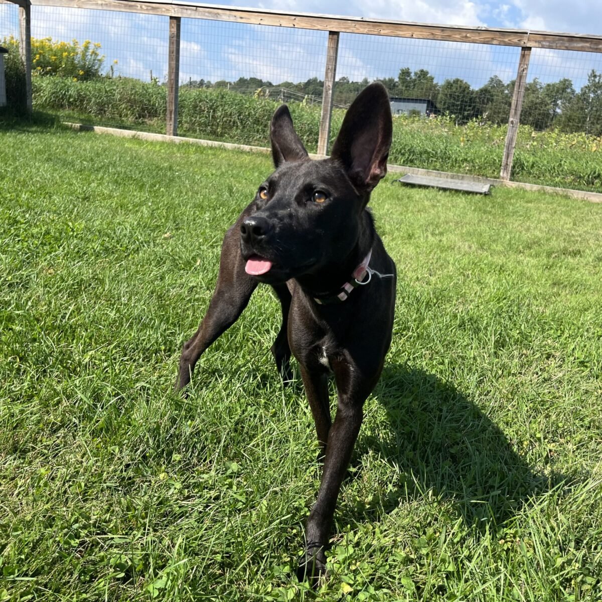 Adopted Dogs – North Country Animal League