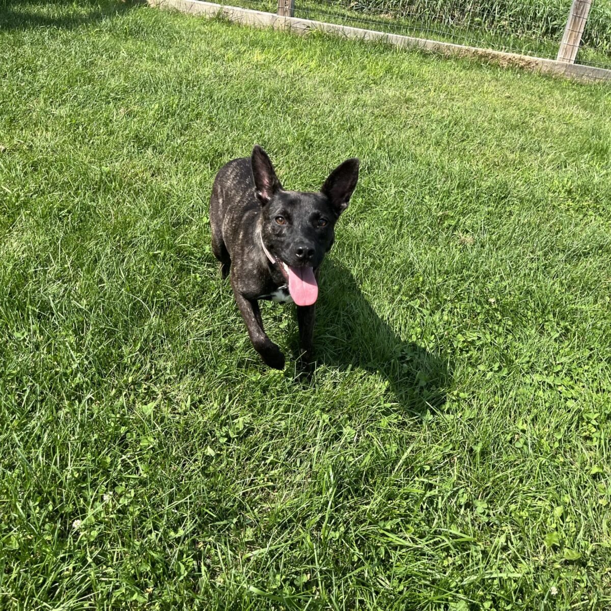 Adopted Dogs – North Country Animal League