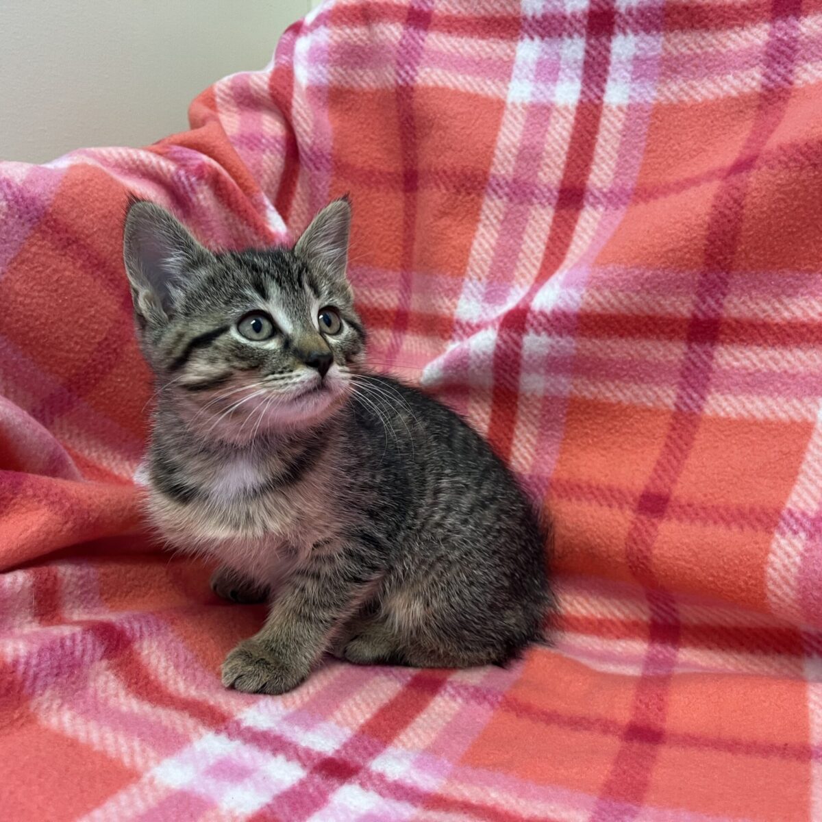 Loompa – North Country Animal League