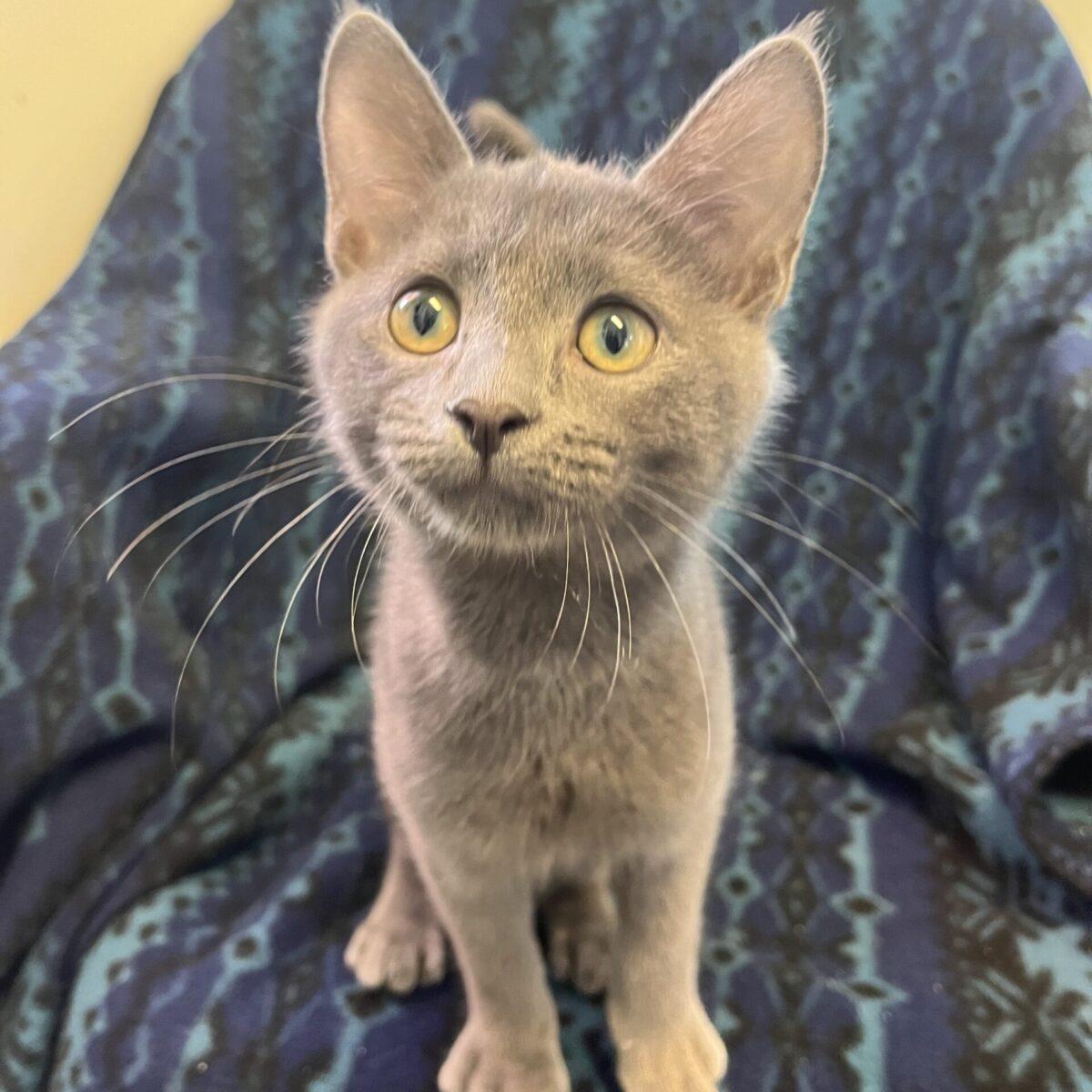 Pipsqueak- Adopted! – North Country Animal League