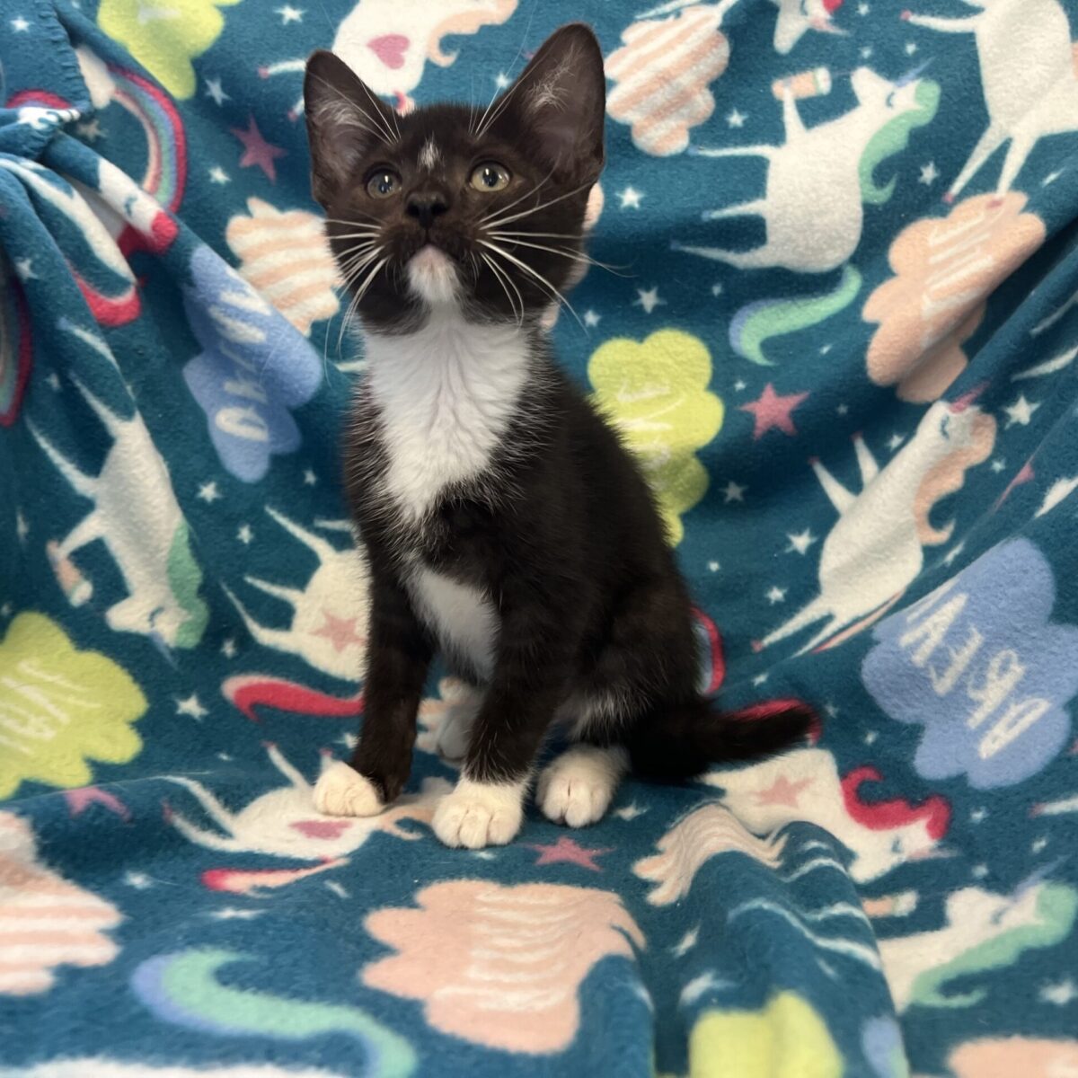 Adopted Cats – North Country Animal League