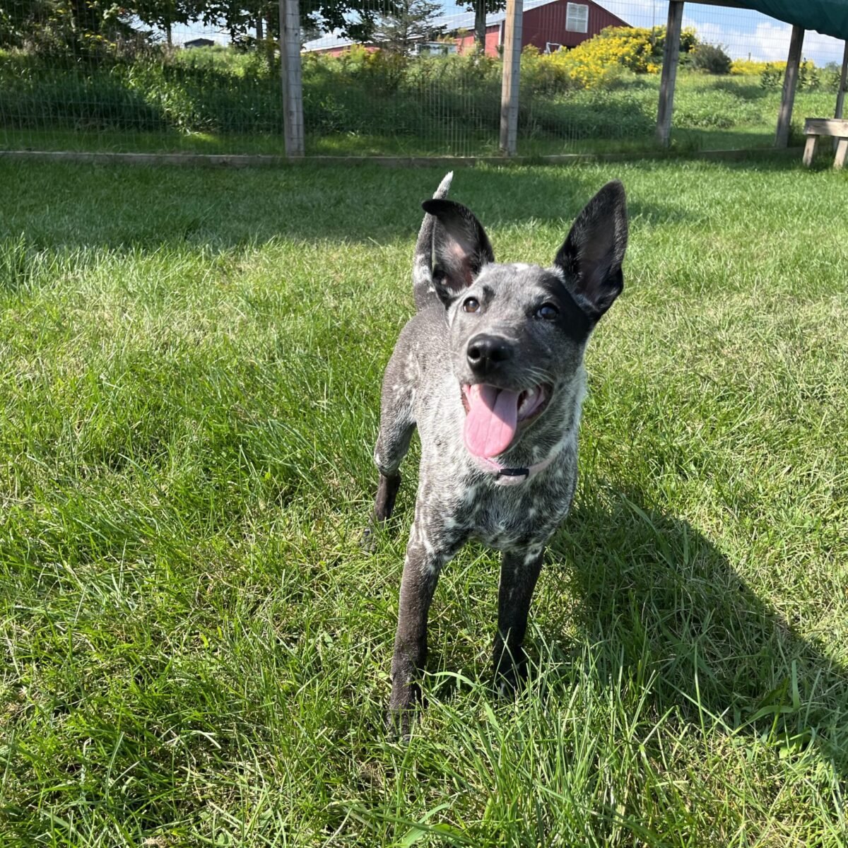 Victoria- Adopted! – North Country Animal League