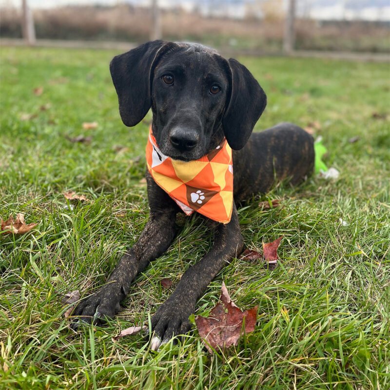 North Country Animal League