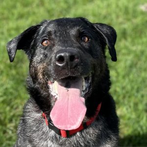 North Country Animal League