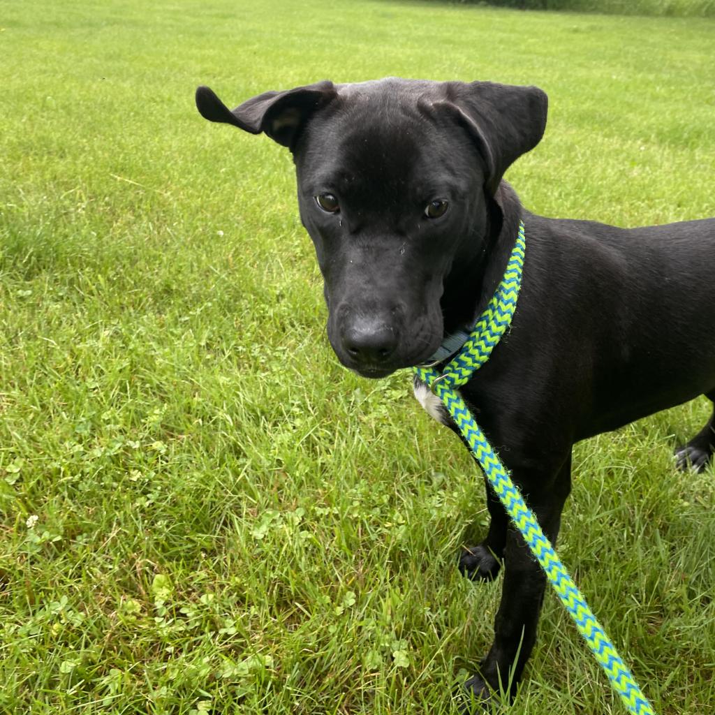 North Country Animal League