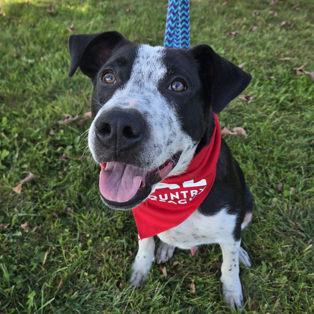 North Country Animal League