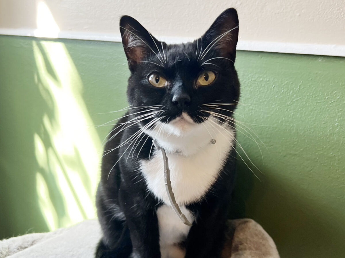 Tails of Impact – North Country Animal League