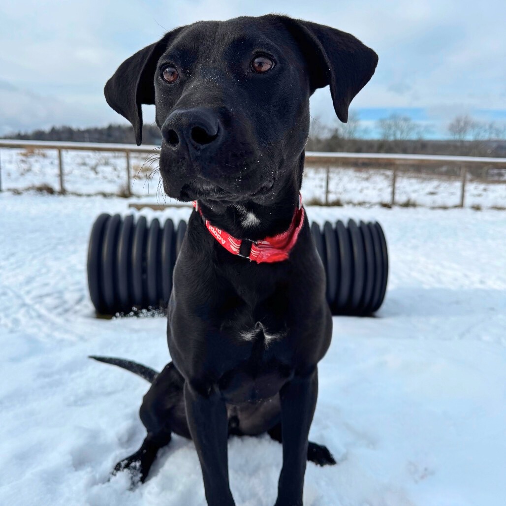 North Country Animal League