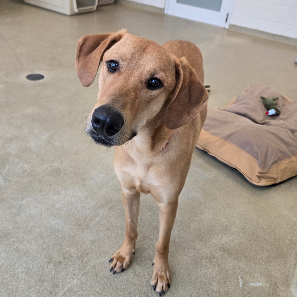 North Country Animal League