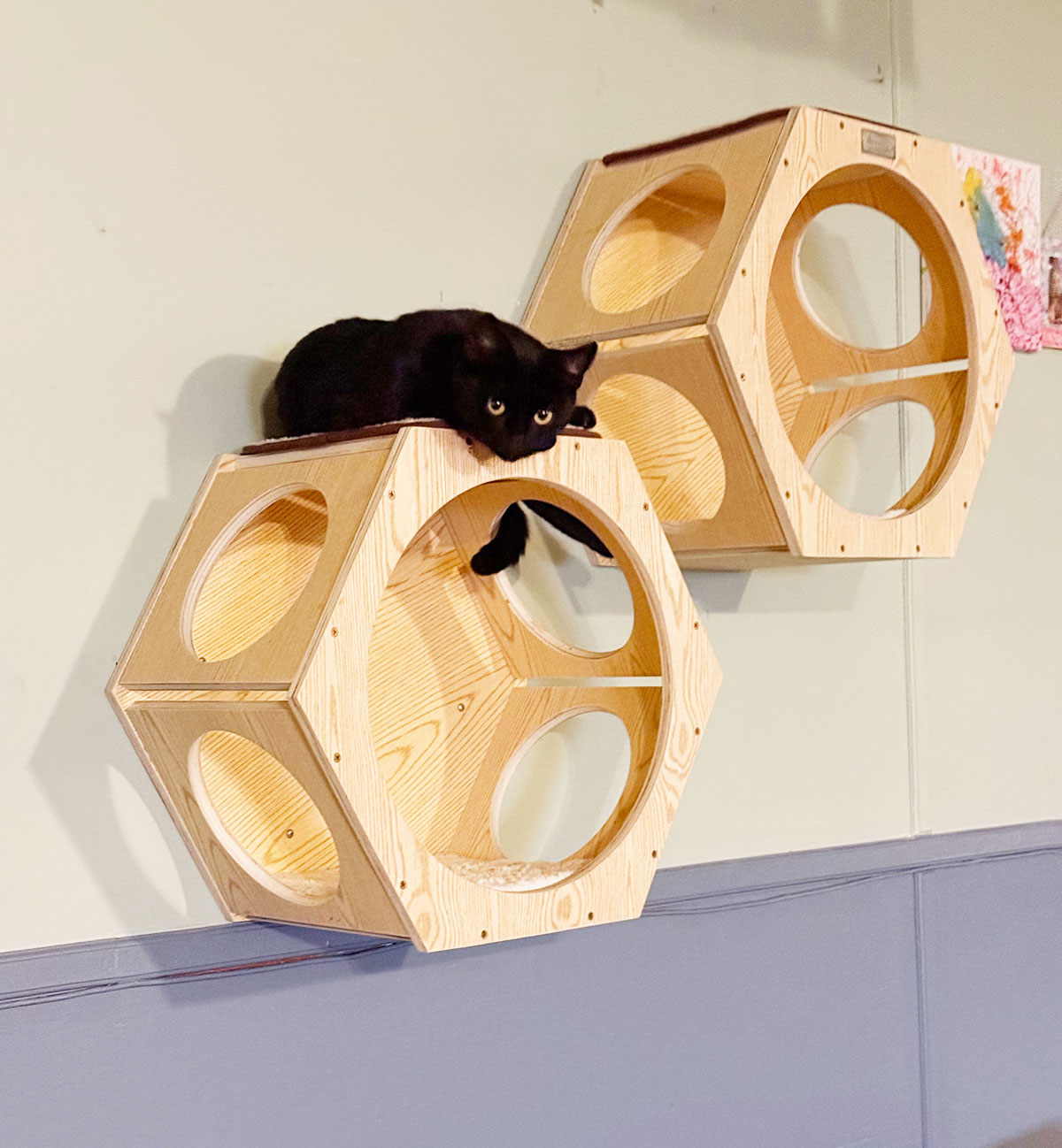 Keeping Families Together: The Heart of the Vermont Pet Support Program ...